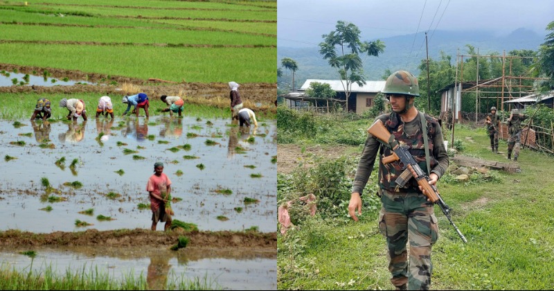 Sowing Of Black Rice Begins In Manipur With Army Cover For Farmers Amid ...