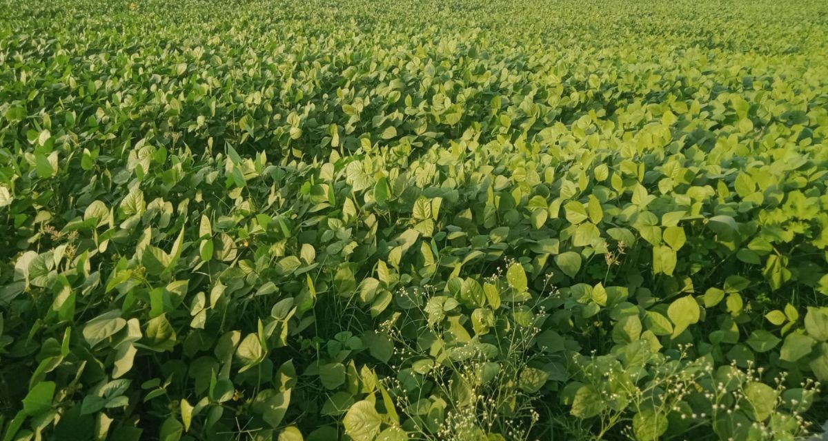 Lesson Learnt, Madhya Pradesh Village Shuns Stubble Burning