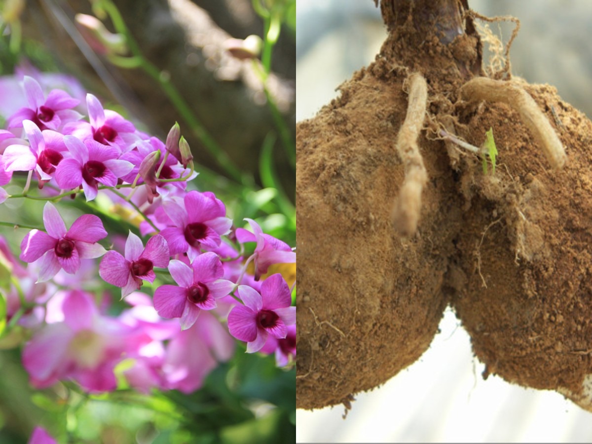 This Flower Has Underground Tubers That Look Like Testicles & Is ...