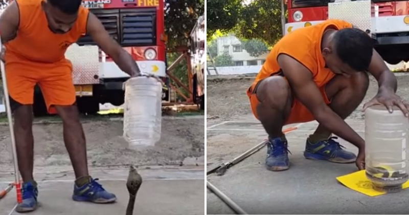 Watch: Puducherry Man's Calm Demeanor As He Traps Snake In Jar With ...