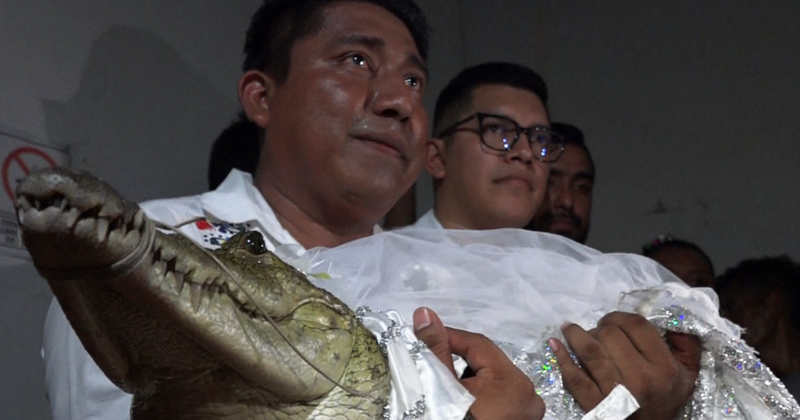 Mexican Mayor Marries A Crocodile To Bring Good Fortune