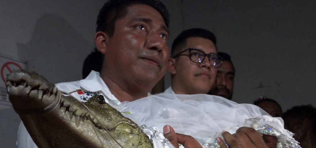 Mexican Mayor Marries A Crocodile To Bring Good Fortune