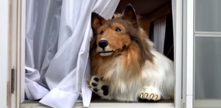 Japanese Man Transforms Into 'Human Dog,' Enjoys First Walk In Public