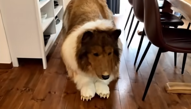 Japanese Man Transforms Into 'Human Dog,' Enjoys First Walk In Public