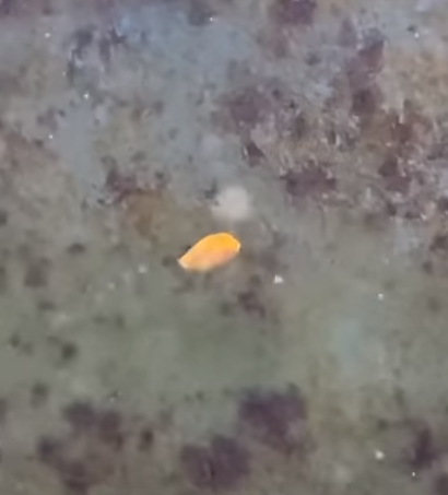 Ugly Goldfish Gains 23K Followers In 3 Days, Internet Roots For Its ...