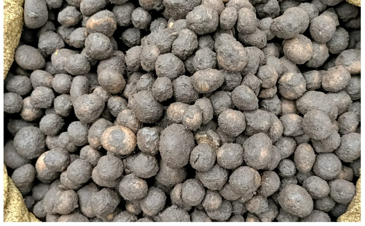 कटहल नहीं इस जंगली सब्ज़ी को कहते हैं शाकाहारियों का मटन, लेकिन 1500 रु Kg की ये सब्ज़ी मार्केट ...