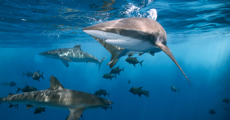 What's Up With Humans Encountering 'Sharks' In The US?