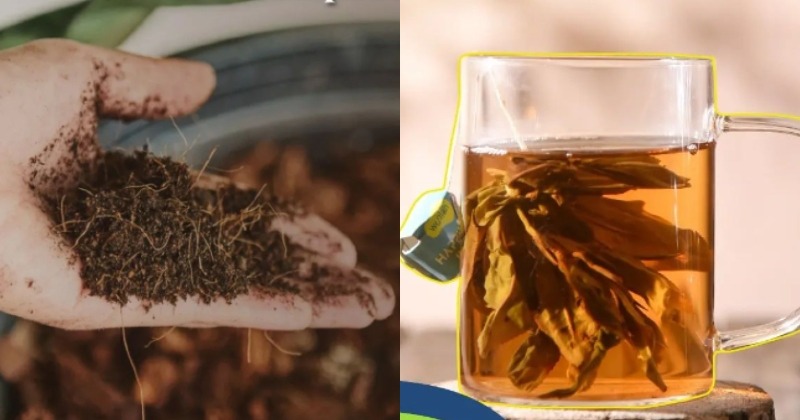 A Paperless Tea Bag? These Assam Entrepreneurs Are Fighting ...