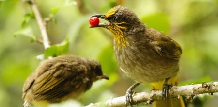 Birds Are Now Divorcing Each Other