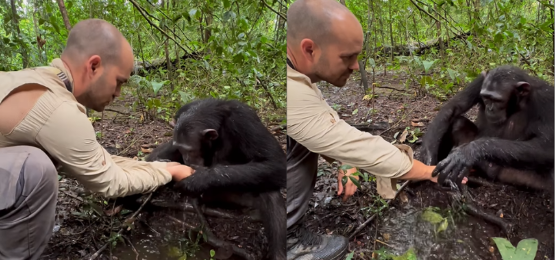 Chimpanzee Washes Photographer's Hands After Sharing Water