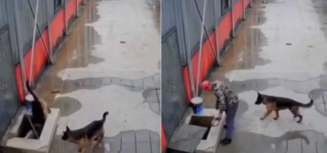 Dog Teams Up With Man To Save Sibling