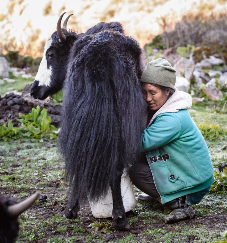 Nomadic Pastoralists From Sikkim Who Herd Yaks Upto 18,000 Feet Once ...