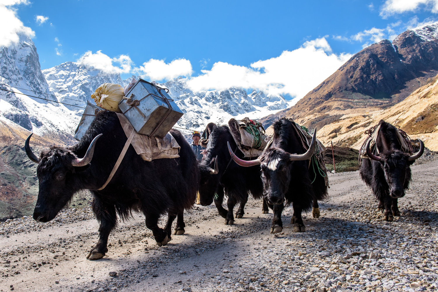 Nomadic Pastoralists From Sikkim Who Herd Yaks Upto 18,000 Feet Once ...