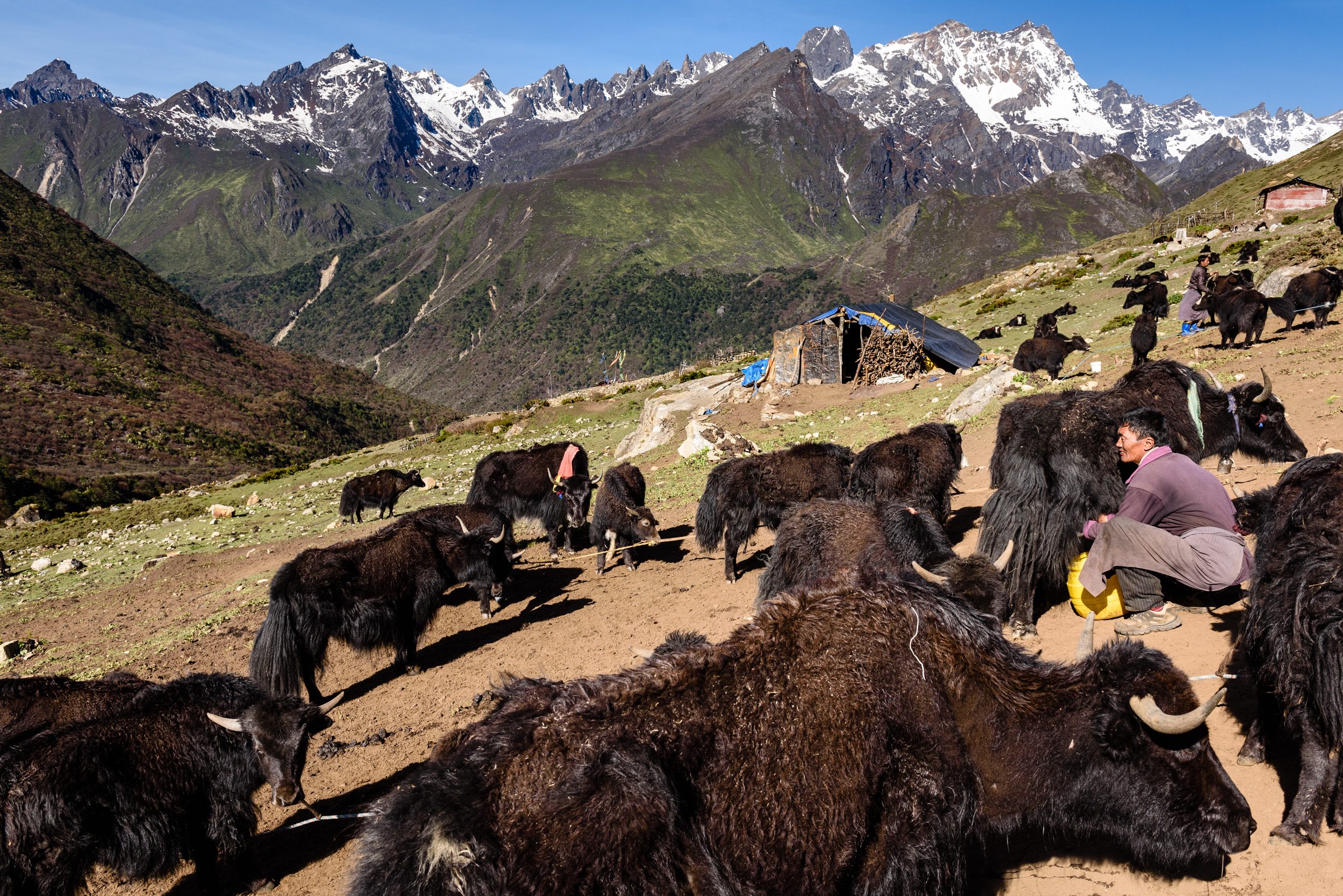 Nomadic Pastoralists From Sikkim Who Herd Yaks Upto 18,000 Feet Once ...