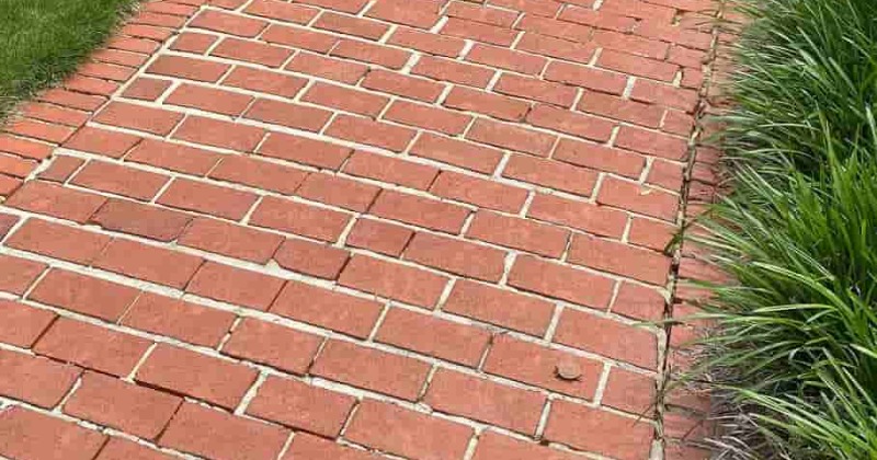 Optical Illusion IQ Test: Find The Hidden Turtle In The Image Within 7 ...