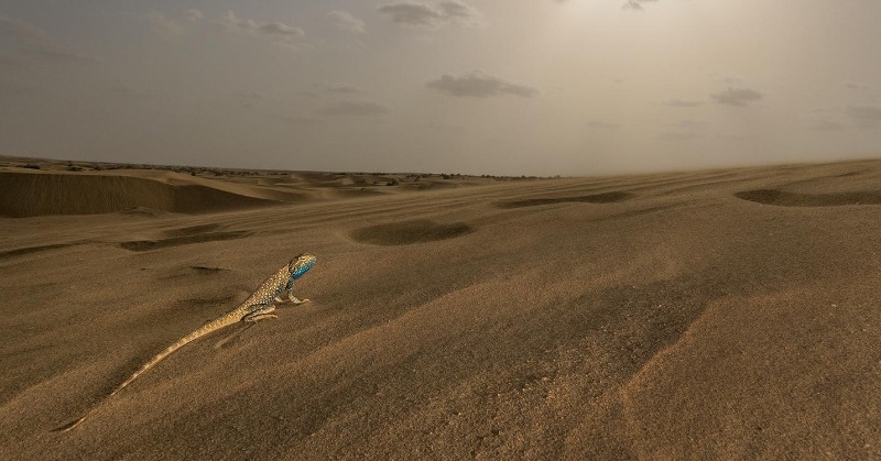 A Sneak Peek Into The Abundance Of Life In Desert National Park, Rajasthan