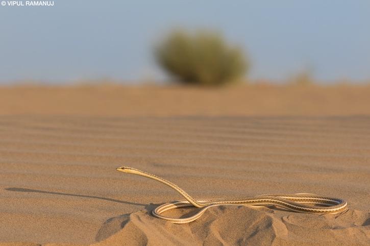 A Sneak Peek Into The Abundance Of Life In Desert National Park, Rajasthan