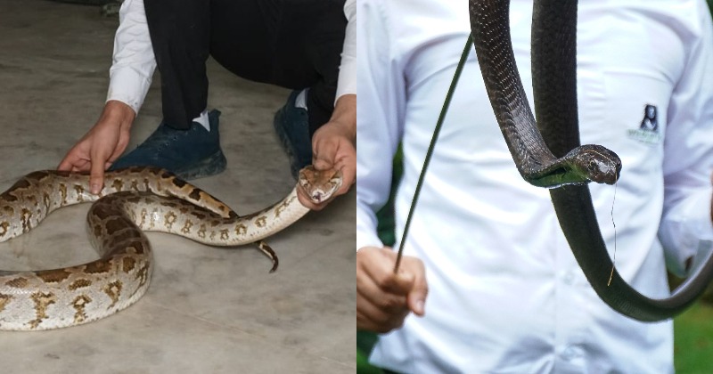 6-Foot-Long Python, Cobra Among Snakes Rescued From Delhi After Heavy Rains