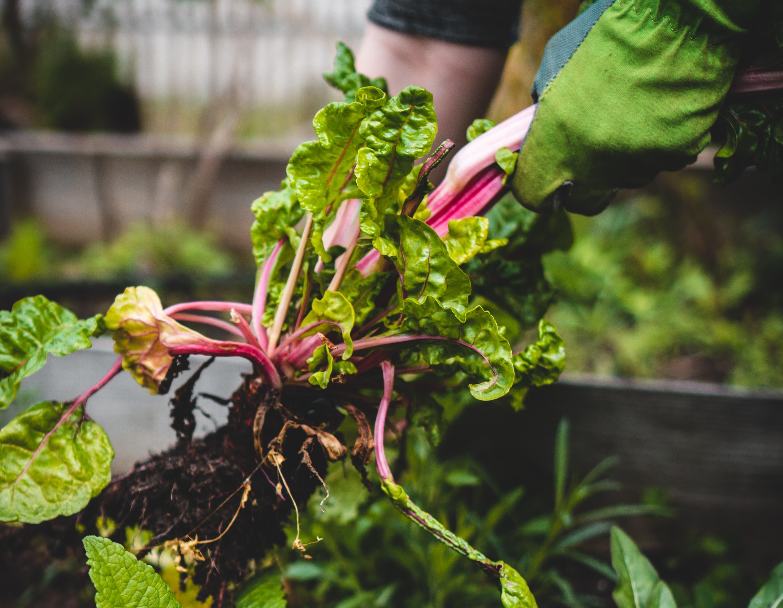 Modern Farming Techniques And No Chemicals - How This Man Built A ...