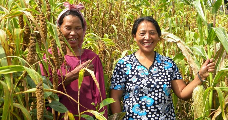 Women At The Centre Of Millet Revival Movement In Northeast India