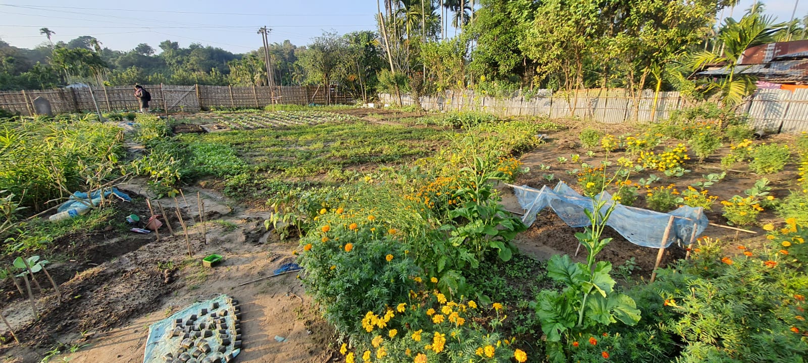 Nutrition Gardens In Tripura Aim To Provide Nutritional Security ...