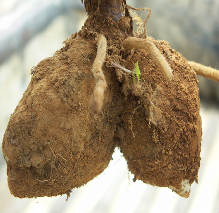 This Flower Has Underground Tubers That Look Like Testicles & Is ...