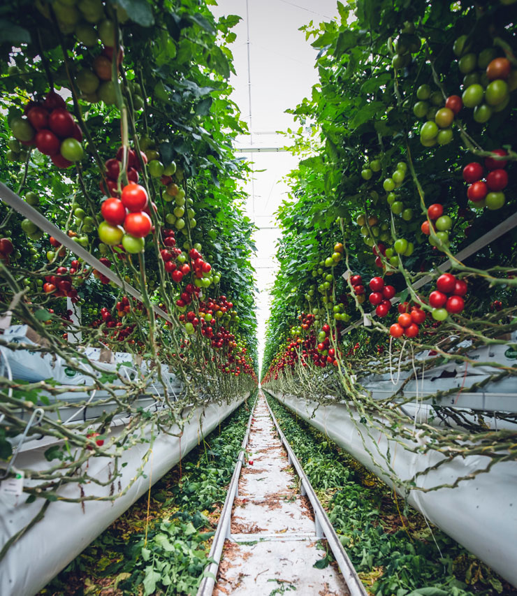 Explained: How D2C Organic Farming Is Also Empowering Local Communities