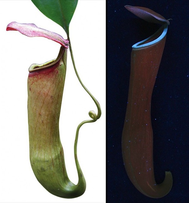 The Pitcher Plant Of Meghalaya: Know How This Meat-Eating Plant Eats ...