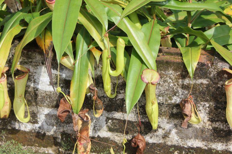 The Pitcher Plant Of Meghalaya: Know How This Meat-Eating Plant Eats ...
