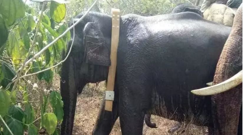 FIR Lodged After Tripura Elephant Attack As Villagers Allege Not Enough Measures Taken To ...