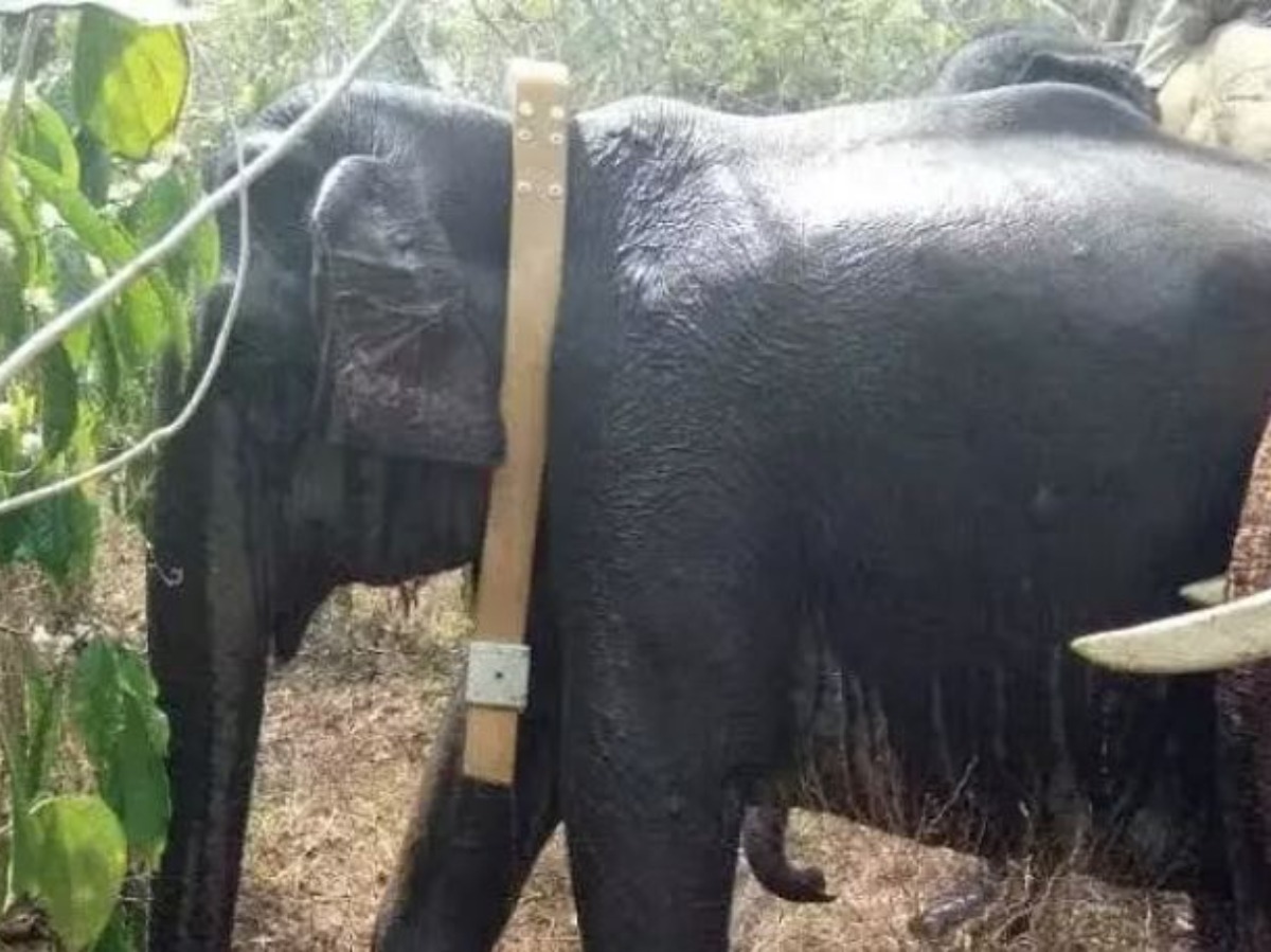 FIR Lodged After Tripura Elephant Attack As Villagers Allege Not Enough ...