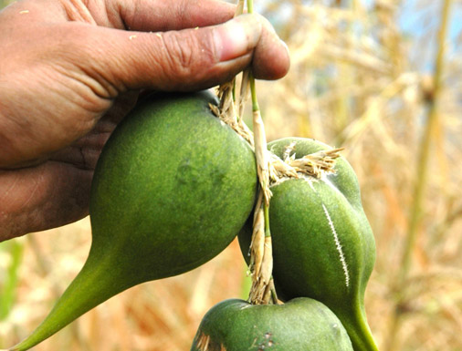 Every 50 Years, Bamboo-Producing States Of India Experience 'Mautam ...