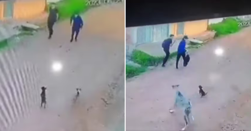 Puppies Take A Big Dog's Help For Scaring Men