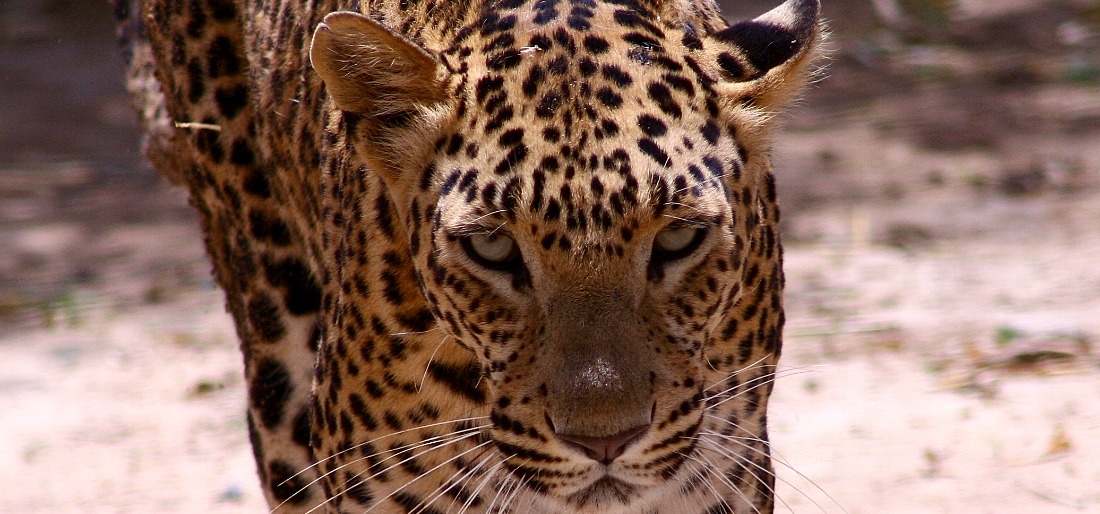 Human Animal Conflict: Gujarat Wants To Sterilise Leopards And Control ...