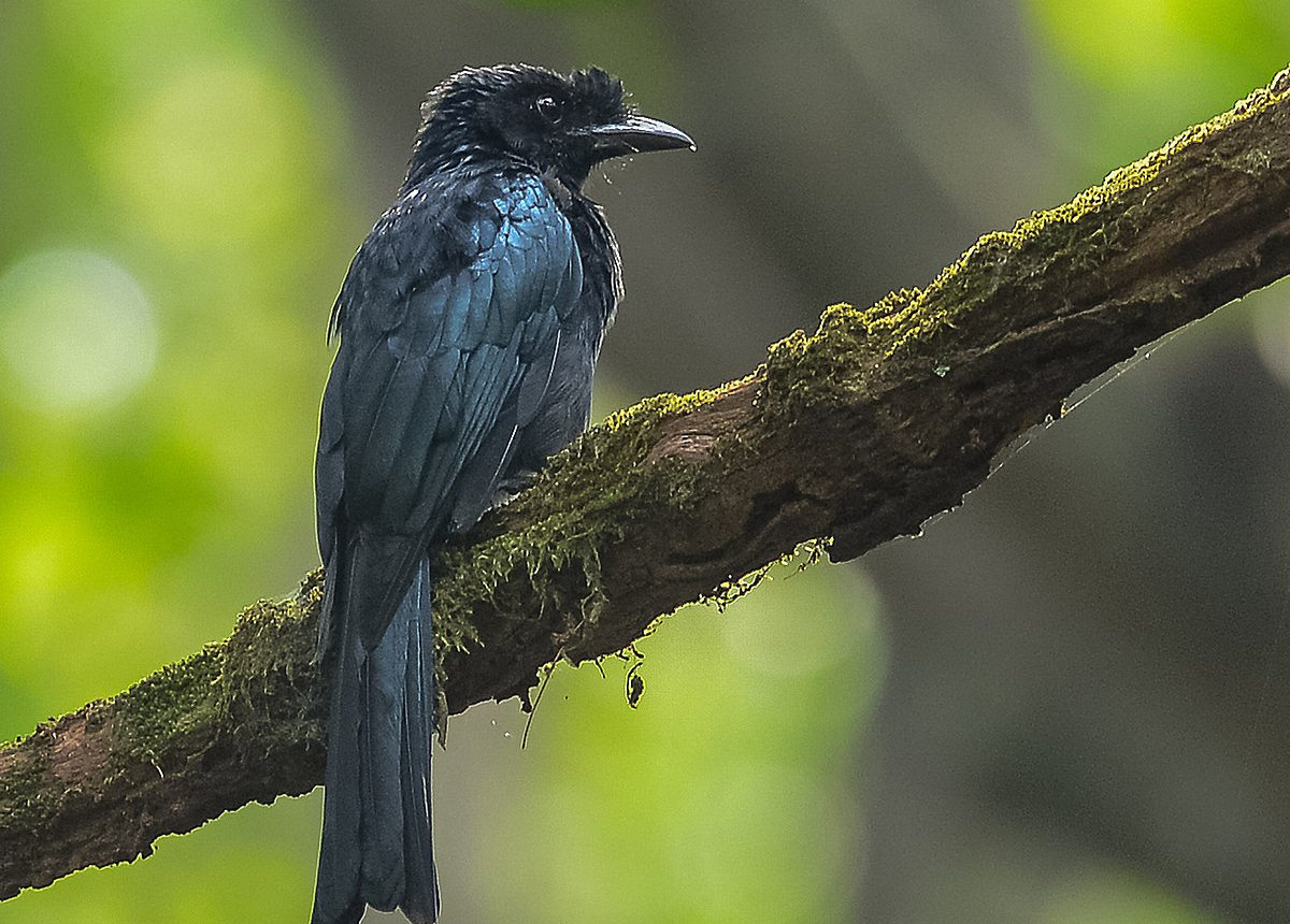 Three Rare Bird Species Spotted In UP During Sarus Crane Census, One Of ...