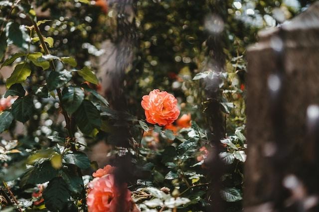 10 Popular Red Roses To Grow (Best Varieties)