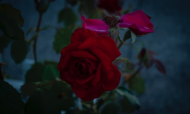10 Popular Red Roses To Grow (Best Varieties)