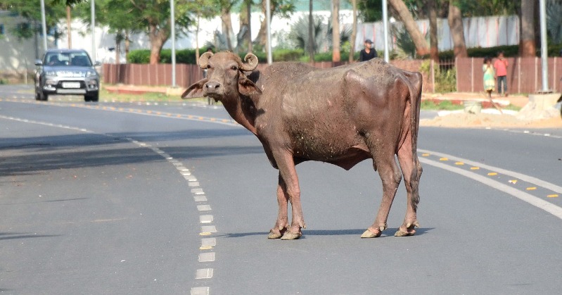 83-Year-Old Retired Bus Driver Gets Court Summons For Running Over A ...