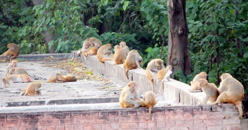 Uttarakhand: 9 Arrested For Poisoning Monkeys Over Fear Of Damage To ...