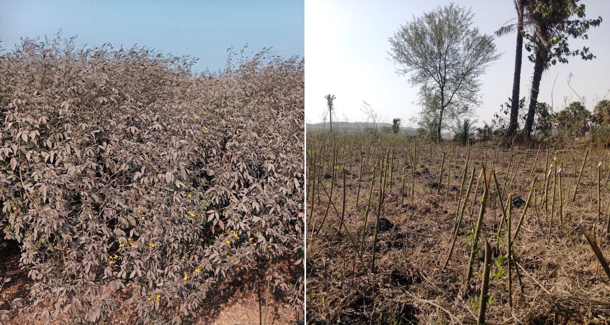 Coal Mine In Eastern India Blights Lives Of Indigenous Residents