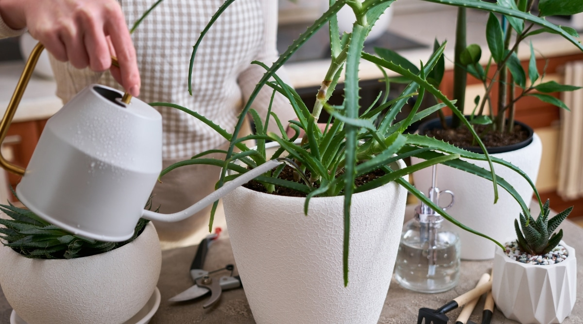 What’s Inside Your Regular Pot?