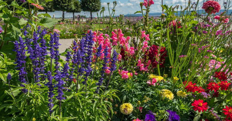 8 Essential Tips For Planting And Growing Flower Bulbs In Garden