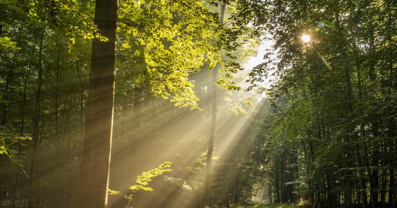 How Light Affects The Growth Of Your Plant