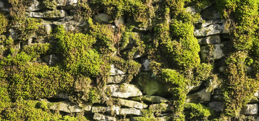 Moss Wall Arts: The Perfect Home Decor For Nature Enthusiasts