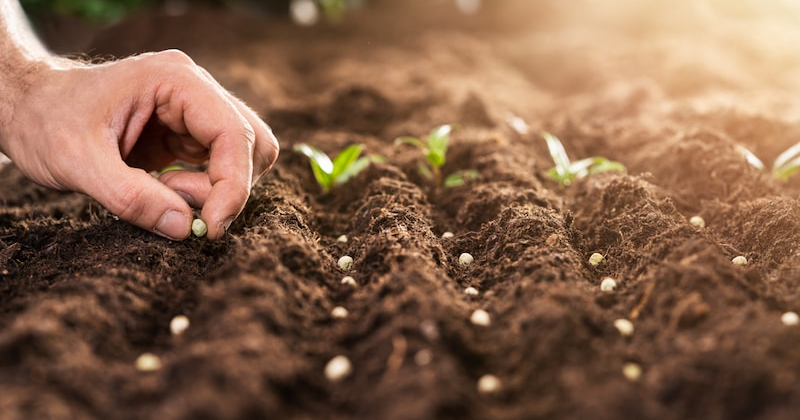 The Ultimate Guide From Sowing To Growing Seeds
