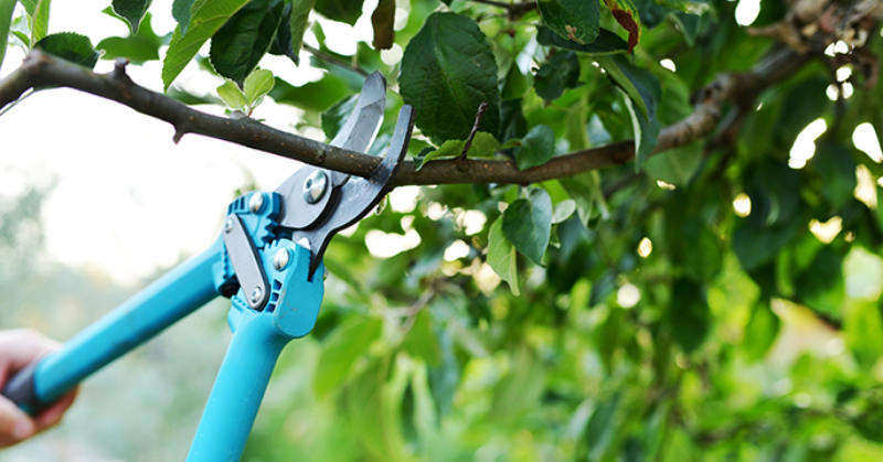 The Best Time To Prune Trees: Seasonal Considerations For Tree Trimming ...