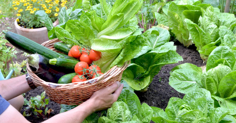 Want a vegetable garden? Here are 5 layouts and spacing ideas for home ...