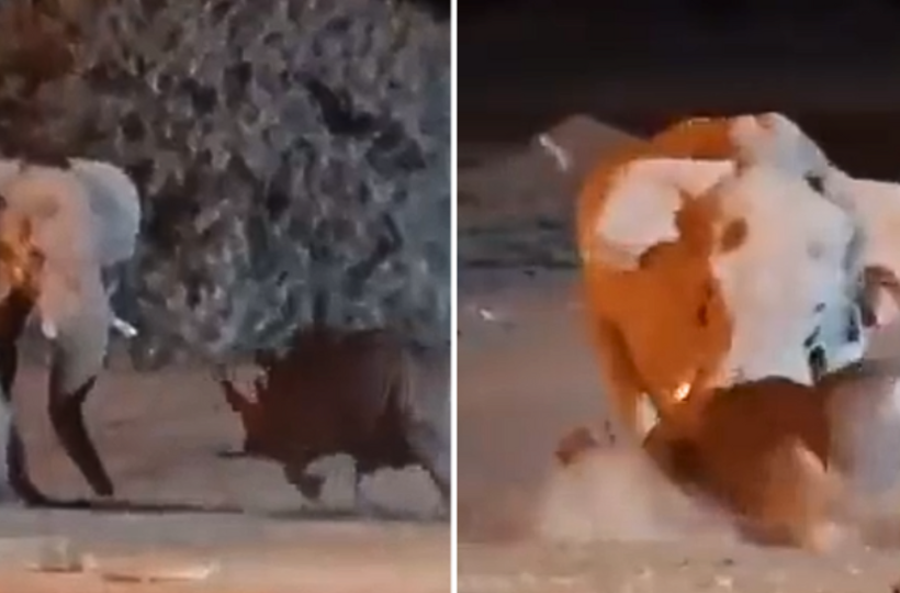 Animal Face Off Elephant Vs Rhino