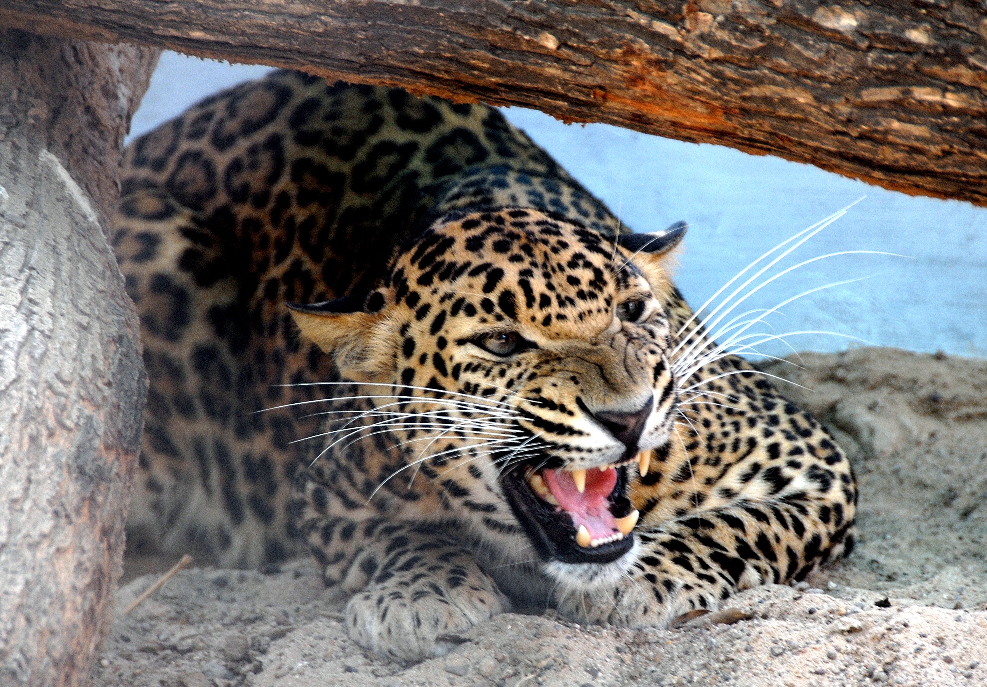 Human Animal Conflict: Gujarat Wants To Sterilise Leopards And Control Their Population. Here's Why