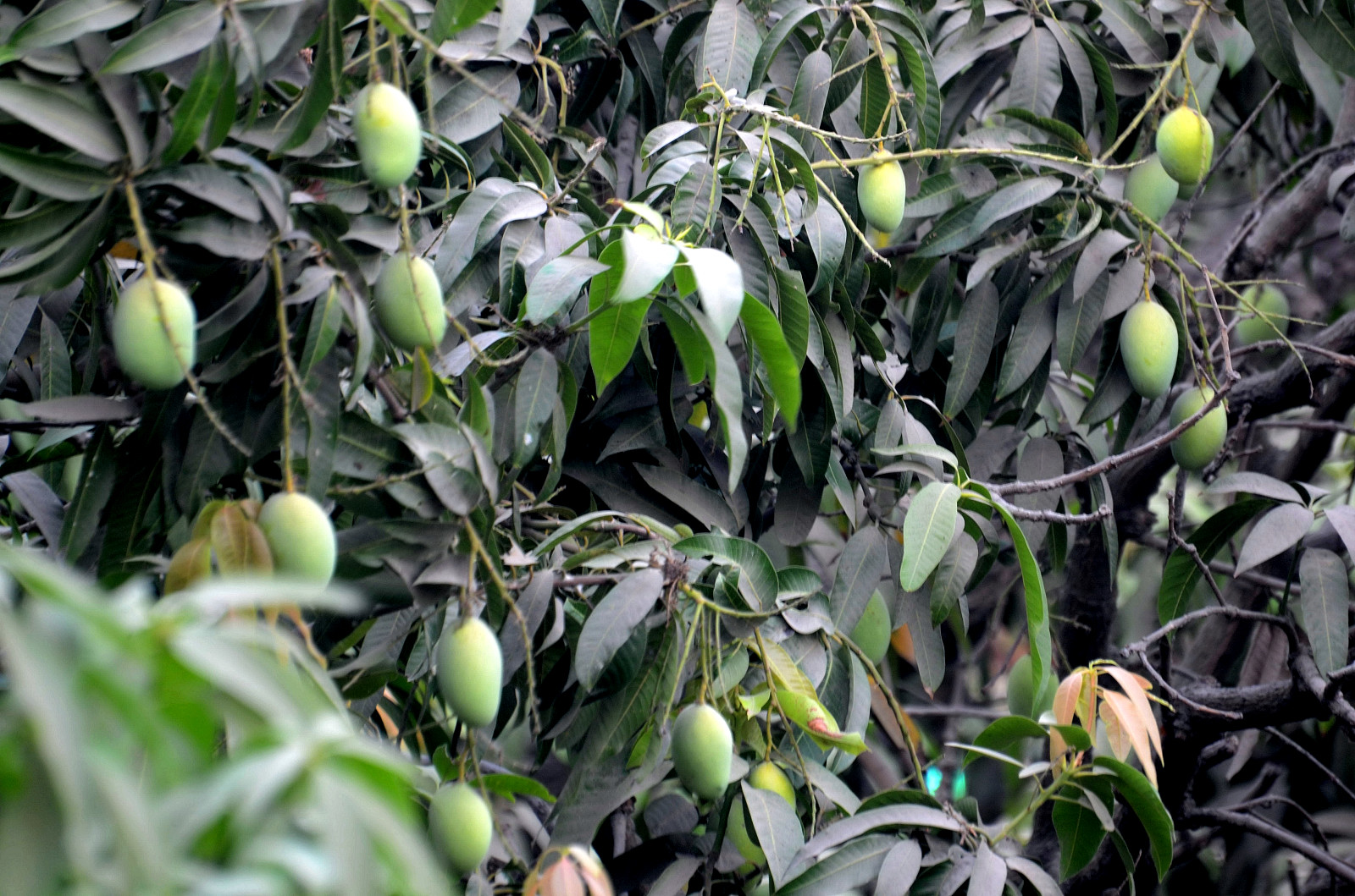 Uttarakhand: 9 Arrested For Poisoning Monkeys Over Fear Of Damage To ...